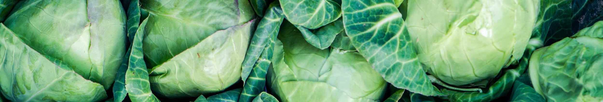 Cabbage Seeds Canada | Seedfully