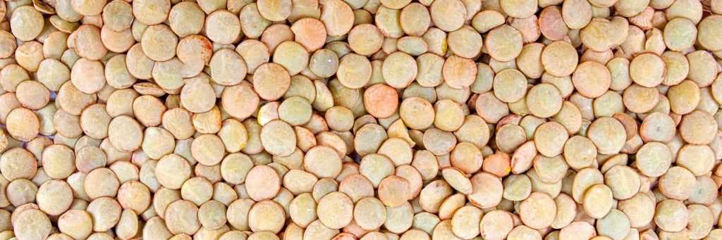 Lentil Seeds Canada | Seedfully