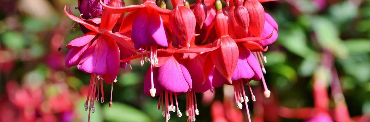 Fuchsia Seeds Canada | Seedfully
