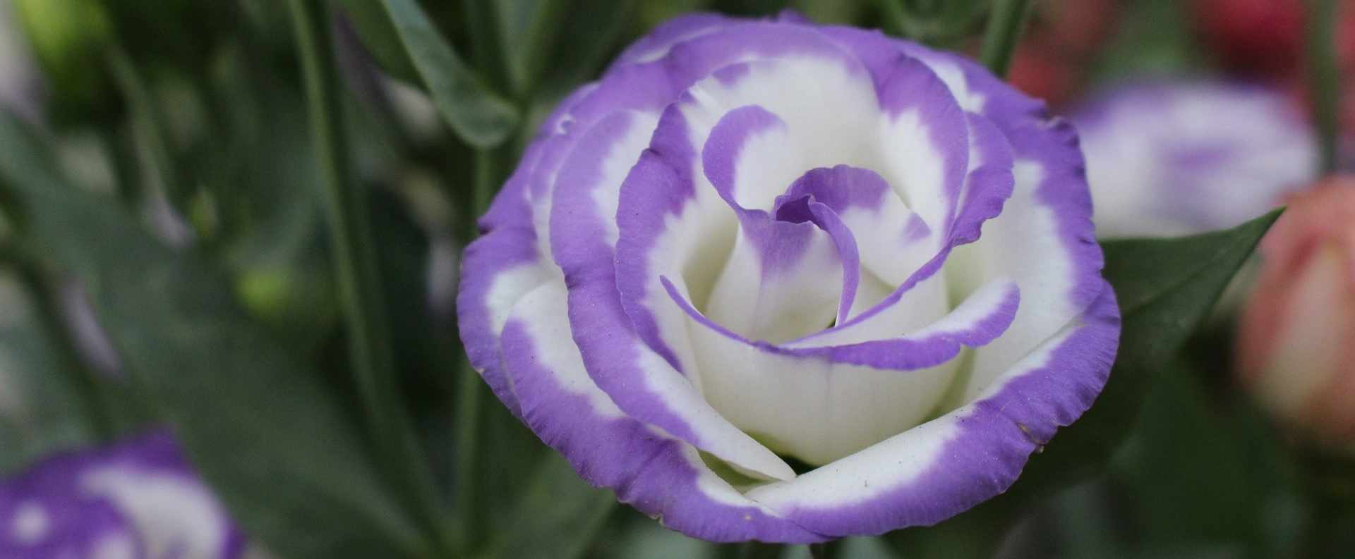 Lisianthus Seeds Canada | Seedfully