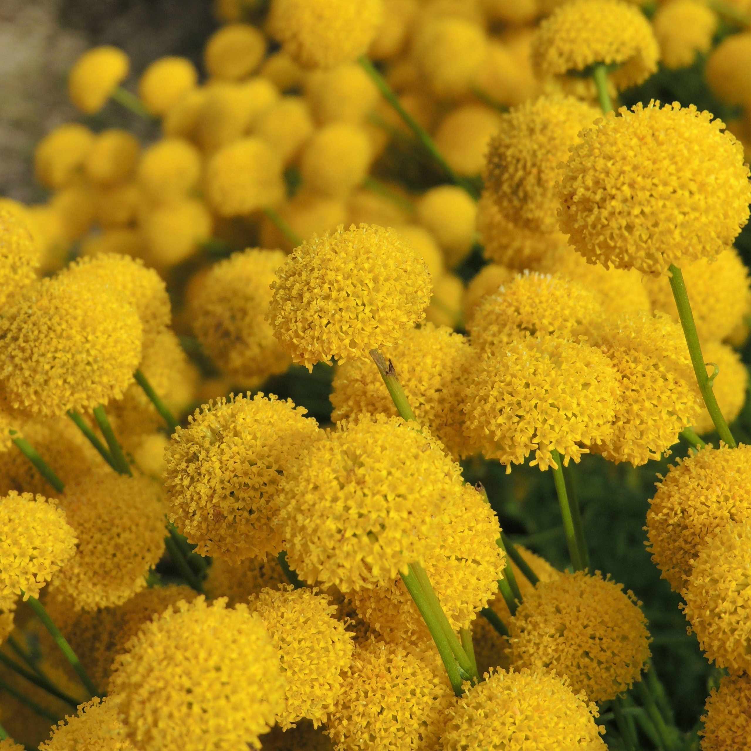 Pycnosorus | Seedfully
