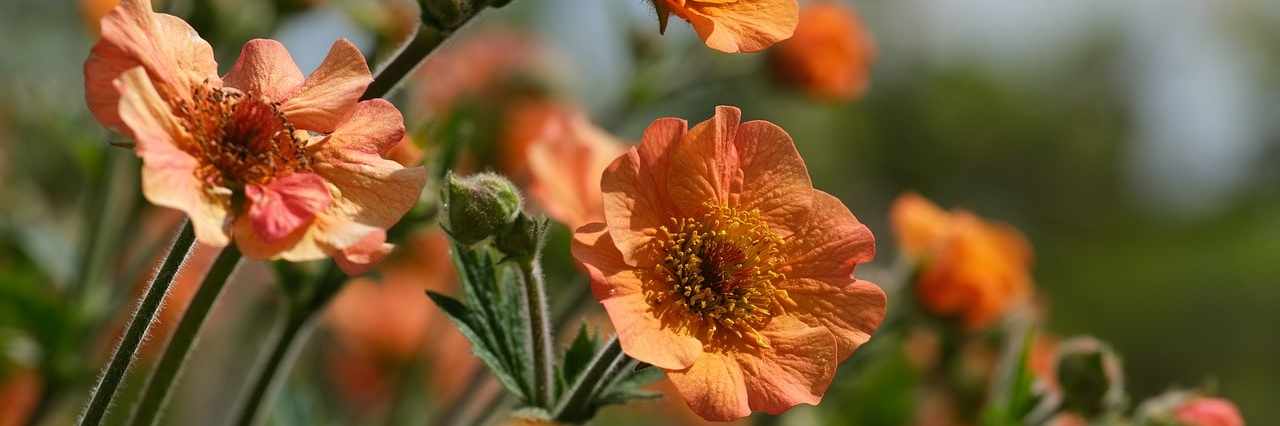 Geum Seeds Canada | Seedfully