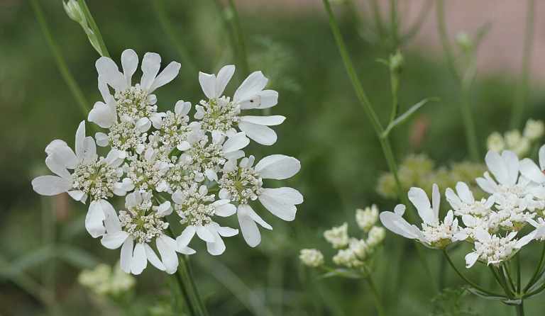 Orlaya Seeds Canada | Seedfully