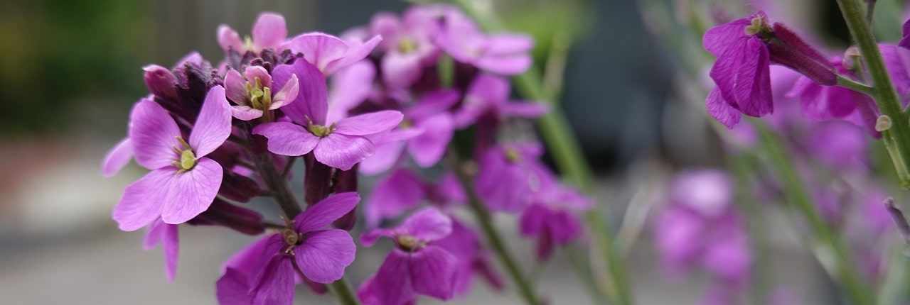 Stock Seeds Canada | Seedfully