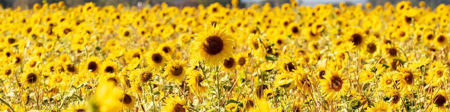 Sunflower Seeds Canada | Seedfully