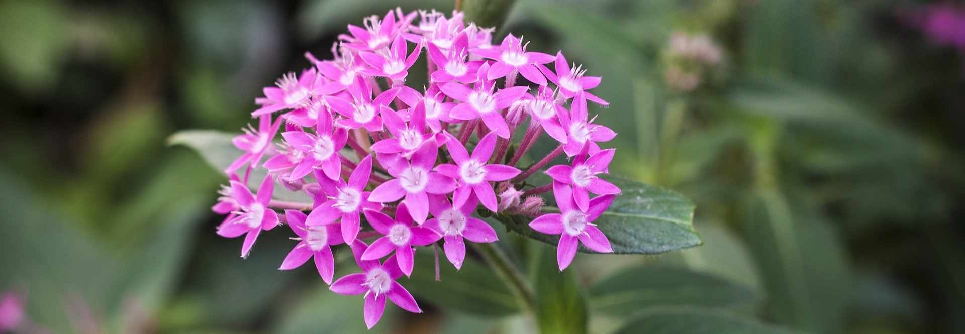 Pentas | Seedfully