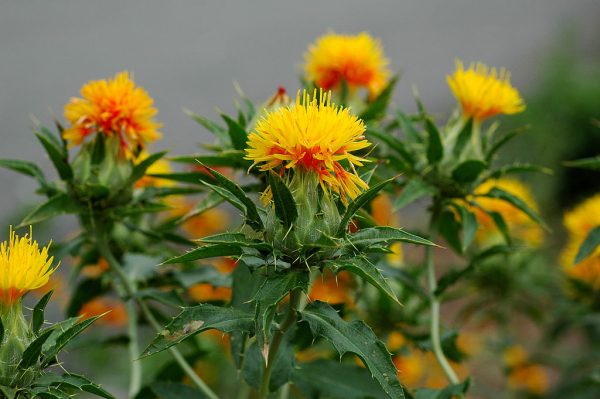 Safflower Seeds Canada | Seedfully
