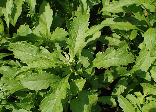 Epazote Seeds Canada | Seedfully