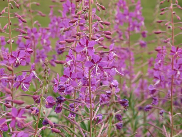 Fireweed Seeds Canada | Seedfully