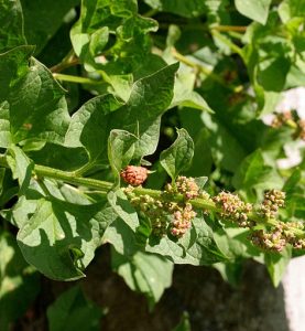 Good King Henry Seeds Canada | Seedfully