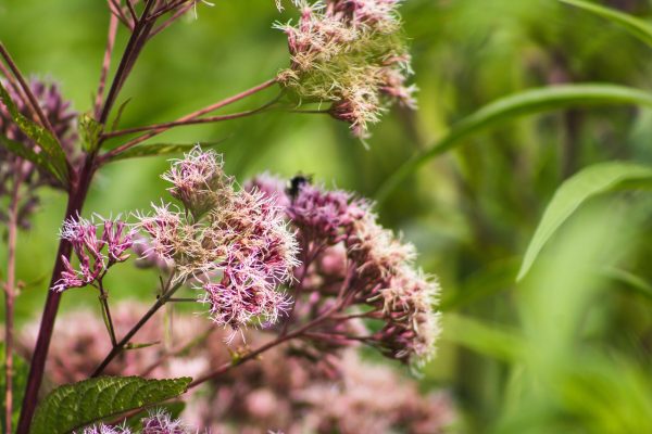 Joe Pye Weed Seeds Canada | Seedfully