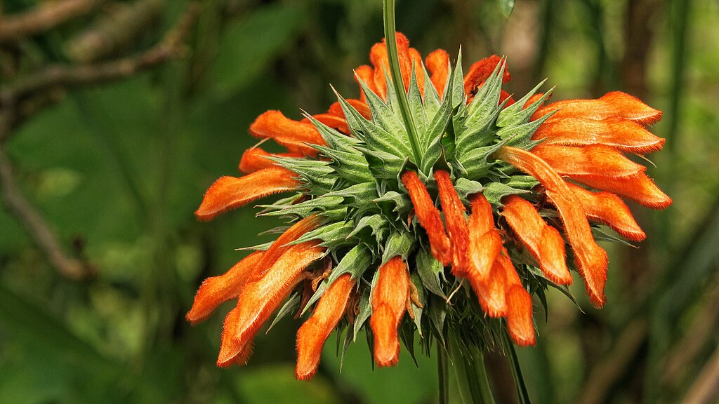 Leonotis Seeds Canada | Seedfully