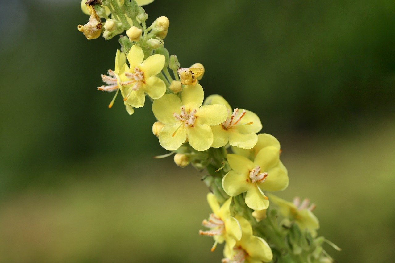 Mullein Seeds Canada | Seedfully