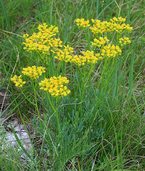 Rue Seeds Canada | Seedfully
