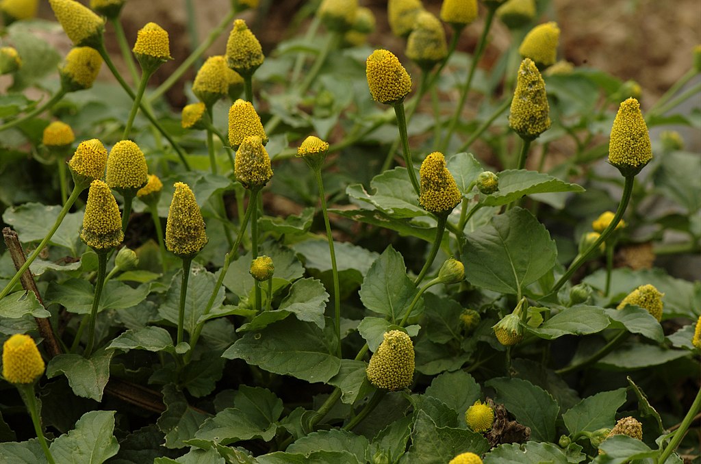 Spilanthes Seeds Canada | Seedfully