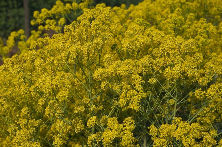 Woad Seeds Canada | Seedfully